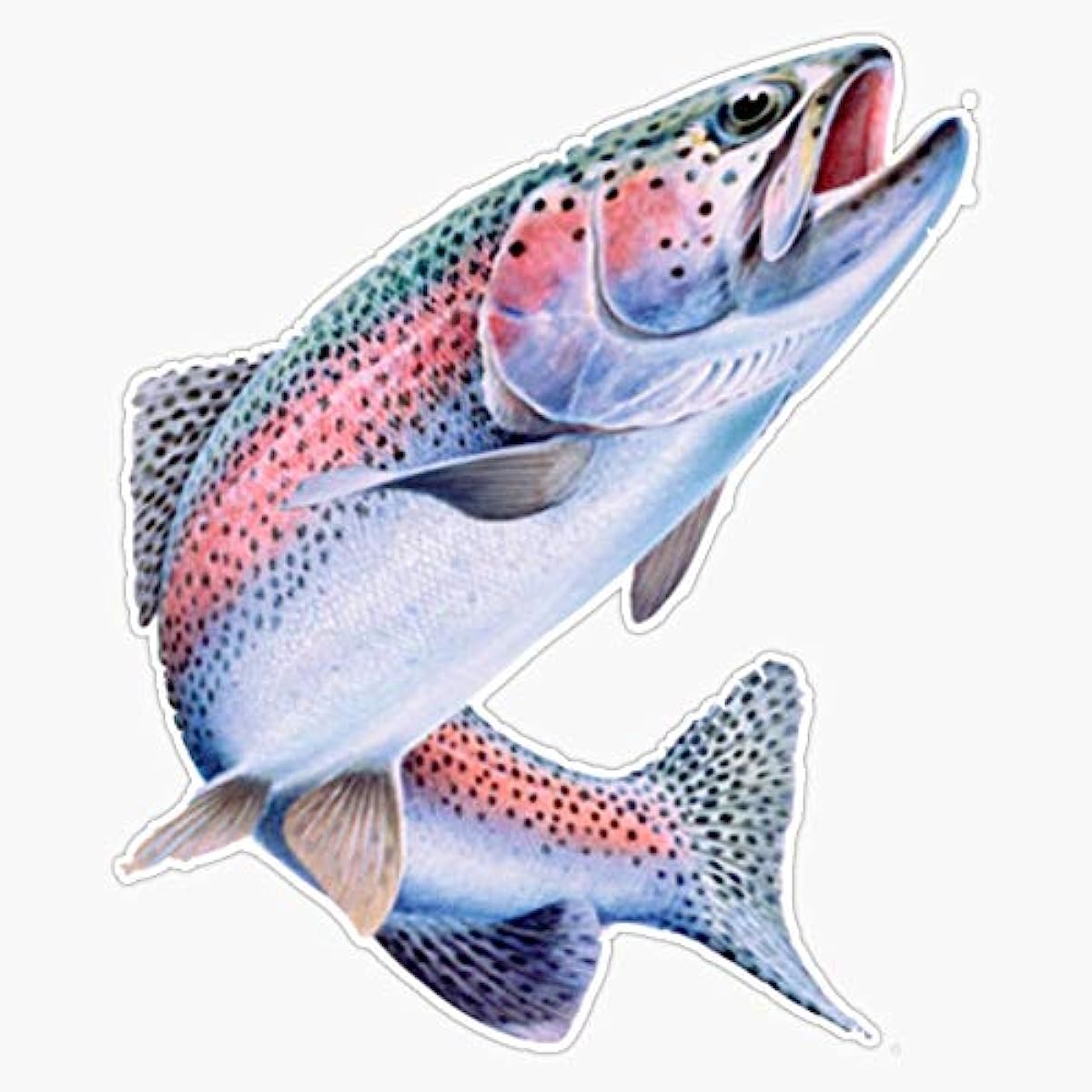 Rainbow Trout Fish Car Sticker Decals – CRAZE
