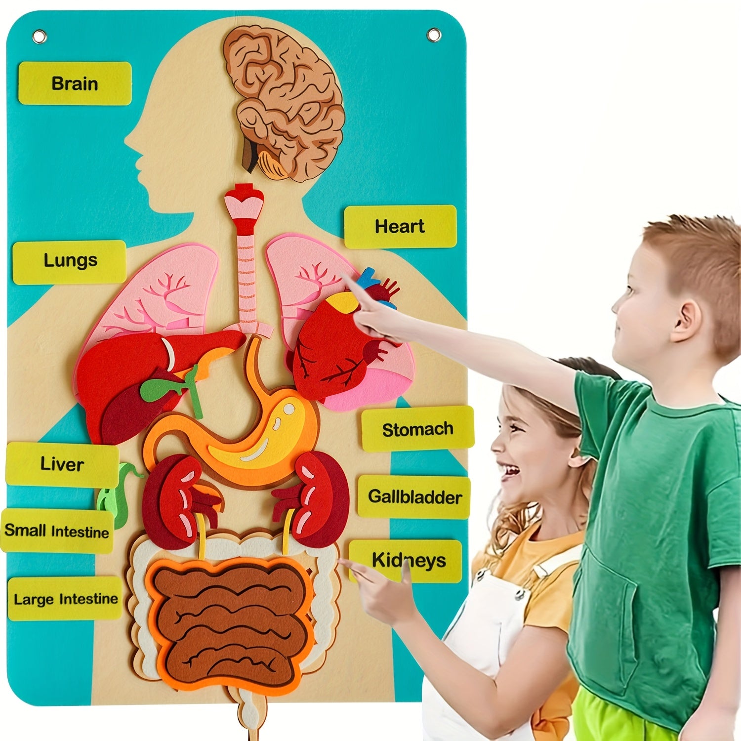 Anatomical Chart & 3D Felt Organ Toys – CRAZE