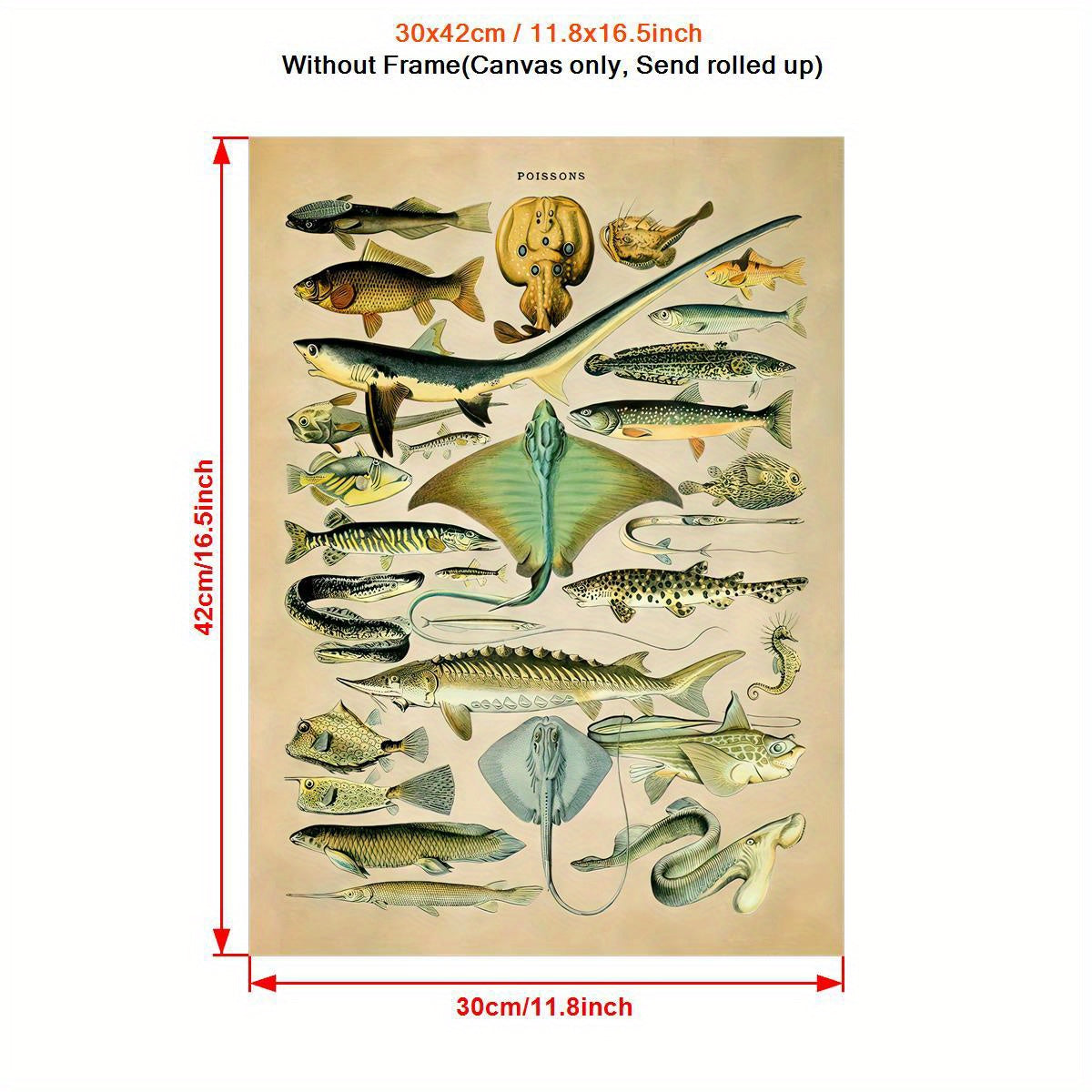 Fish Species Print Vintage Style Marine Life Chart Poster – CRAZE